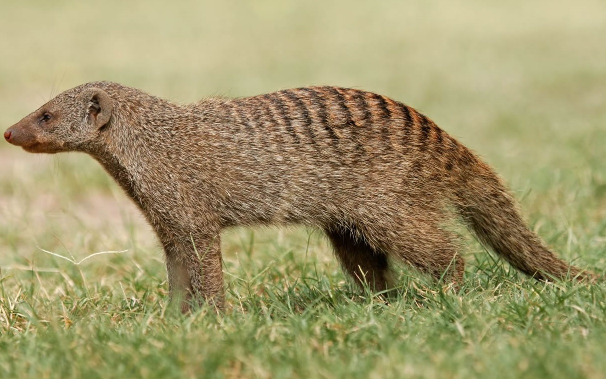 sapne mai newala dekhna सपने में नेवला देखना Mongoose dream Interpretation